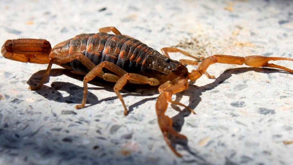 Recomendaciones ante la aparición de insectos venenosos – Santiago del ...